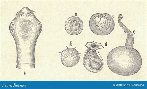 Antique Engraved Illustration Of The Tapeworm Vintage Illustration Of