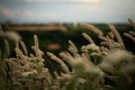 Feeld Bilder Durchsuchen 142 Archivfotos Vektorgrafiken Und Videos