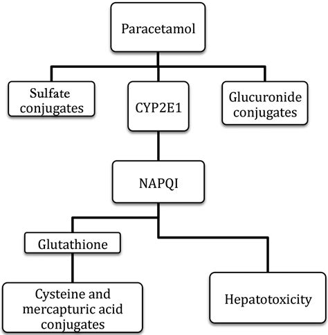 Paracetamol Infusion Contraindications At Molly Taveras Blog