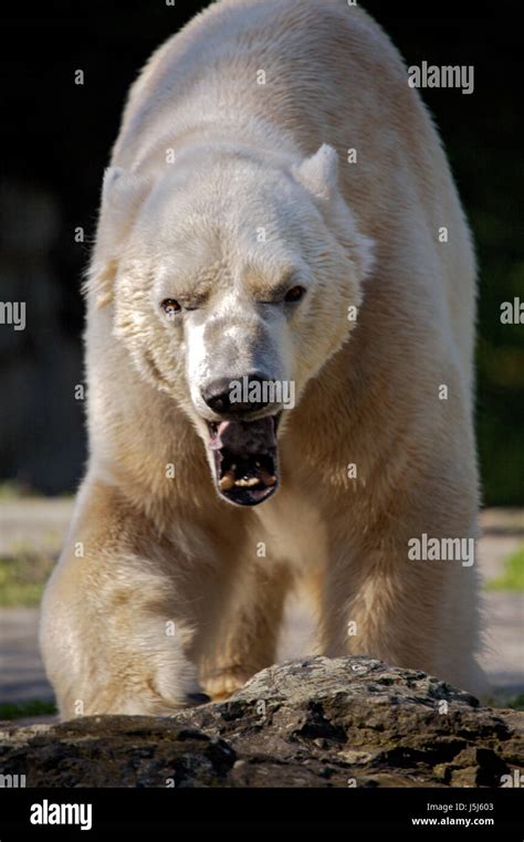Polar Bear Teeth