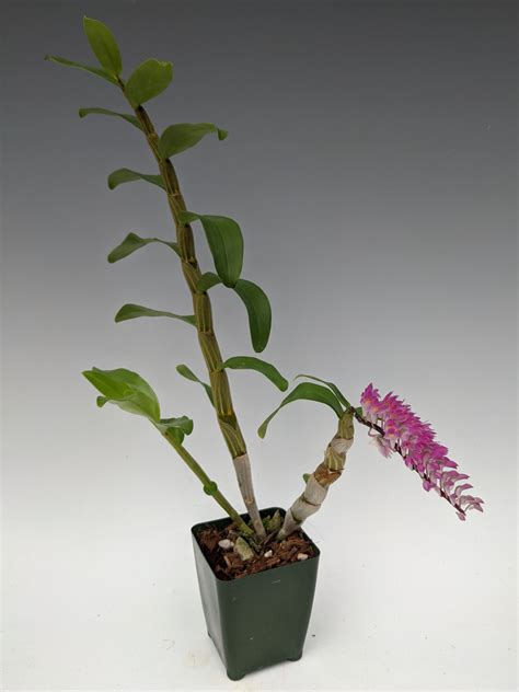 Dendrobium Secundum Orchidweb