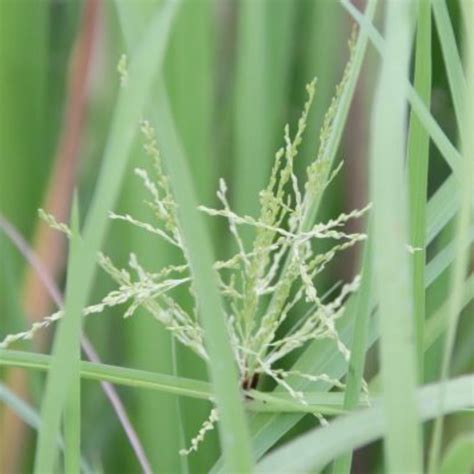 Sedges Fmc Philippines