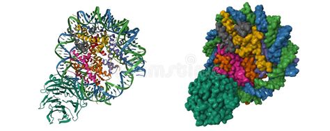 Nucleosome Protein Stock Illustrations 40 Nucleosome Protein Stock Illustrations Vectors