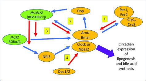 Summary Of Circadian Regulatory Feedback Loops In The Liver Diurnal