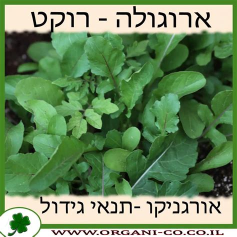 פירות ירקות אגוזים זרעים שמותרים באכילה לתוכים