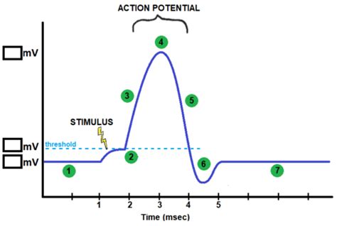 Action Potential Graph Labeled