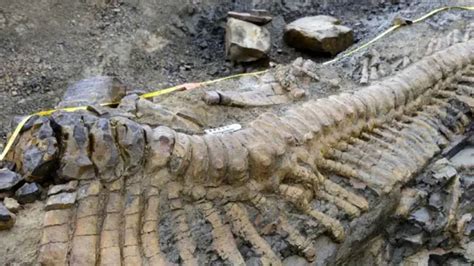 Scientists Claim Discovery Of Dinosaur Mummy In Canada Buzz News