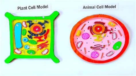 Grade 8 Plant Cell Project