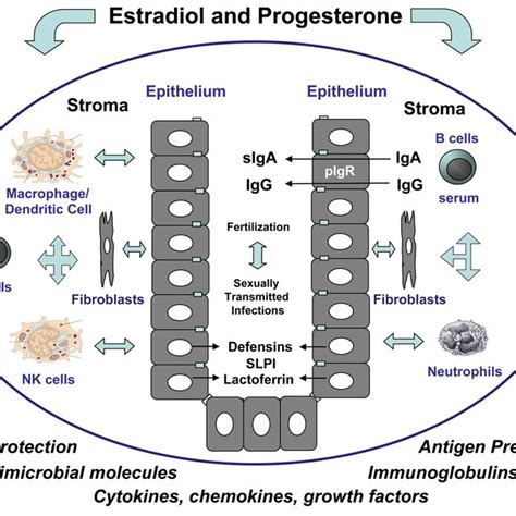 Toll Like Receptor Tlr Expression In Uterine Epithelial Cells By Download Scientific Diagram