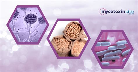Mycotoxin Bioremediation In Feedstuff Microbial Detoxification Mycotoxinsite