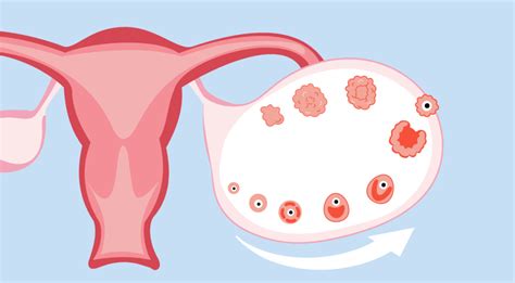 Follicle Stimulating Hormone Fsh And Fertility Premom