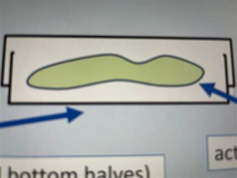 Bio Diversity Ch 27 Intro To Eukaryotes Protists 2023 Flashcards