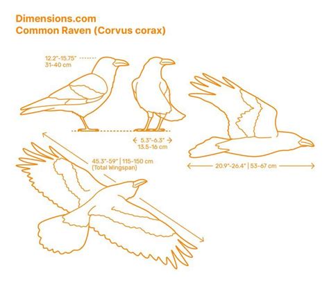 Common Raven The Largest Geographical Range Among Songbirds Raven