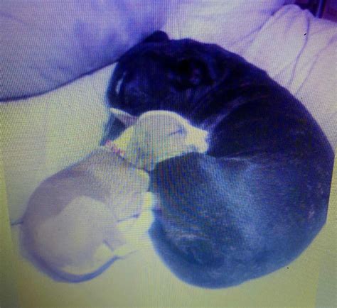 Jibbz 🦮🪽 09 08 2021 R Gouache