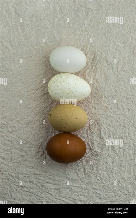 Different Colored Eggs In Natural Colors Stock Photo Alamy