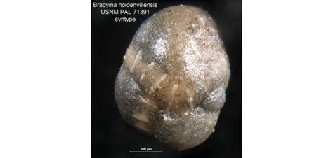 Foraminifera The World Foraminifera Database