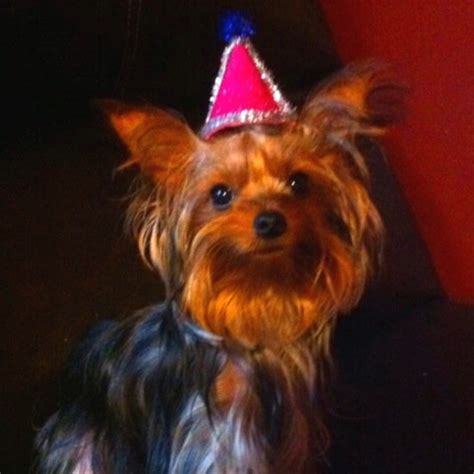 My Sweet Pixie Pixie Pets Animals