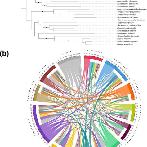 A Phylogenetic Tree Of Bacilli Species Used In This Study Black Dots