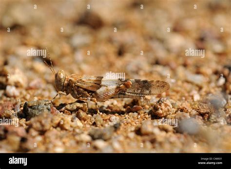 Burrowing Grasshopper Matching The Color Of Soil And Stones