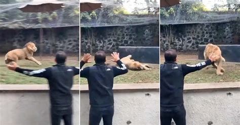 Singa Sedang Berlari Laju Tiba Tiba Berpaling Apabila Dengar Namanya Dipanggil Lepat Pisang