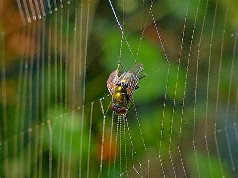 100 Kostenlose Mucha Lucha Und Natur Bilder Pixabay