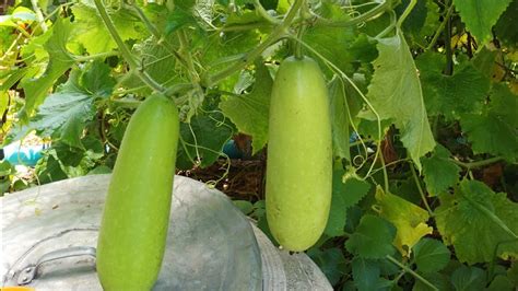 เก็บฟักแฟงหน้าบ้าน จะได้เยอะแค่ใหนมาลุ้นกับแม่ปูกันคะ Youtube