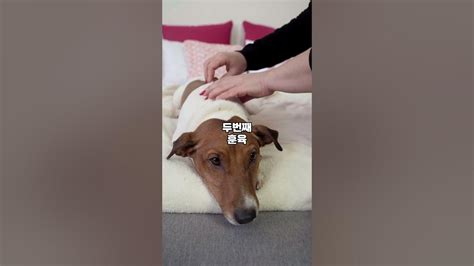 강아지와 함께 자면 좋은점과 나쁜점 Youtube