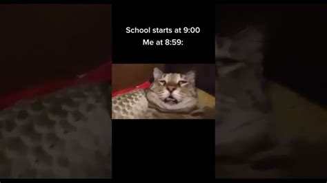 71 Hilarious Cat Memes That Will Make You Laugh Every Time Catmemes