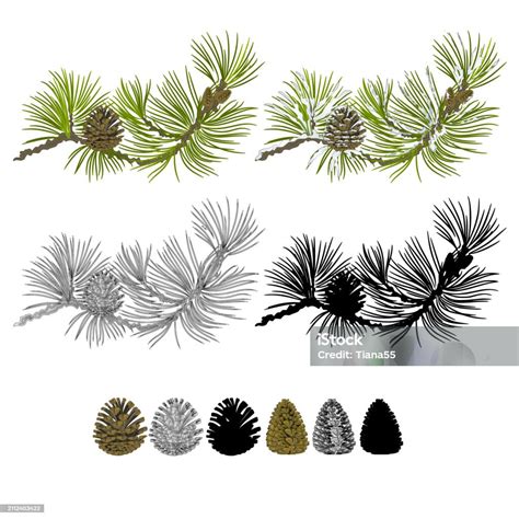 눈과 솔방울 솔방울과 소나무 가지와 빈티지 조각과 실루엣 세트 두 벡터 일러스트 레이 션 편집 가능한 손으로 그린 솔방울 코니퍼 방울에 대한 스톡 벡터 아트 및 기타 이미지