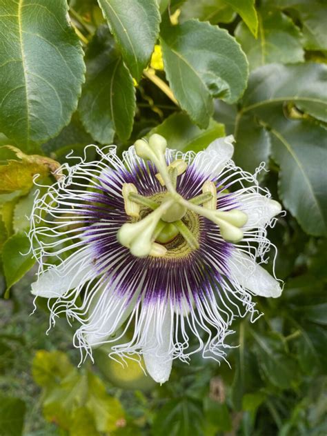 ConheÇa O MaracujÁ Scs437 Catarina LanÇamento Isla Para Cultivo