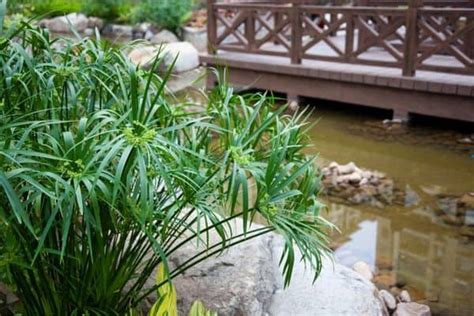 10 Stunning Tropical Pond Plants Water Garden Advice