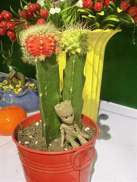 Түрк жимс ногоо үр үрсэлгээ Түрк жимс ногоо үр үрсэлгээ