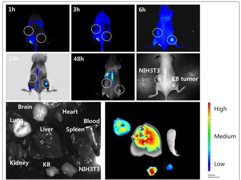 The Nir Fluorescence Imaging Study Balbc Nude Mouse