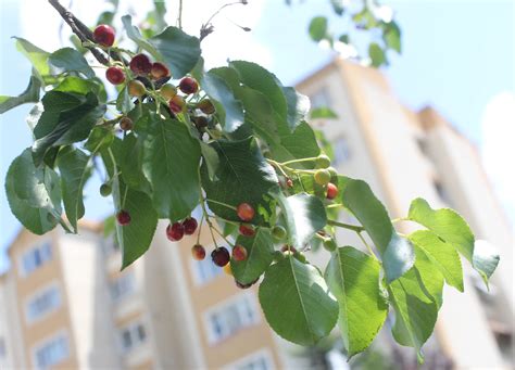 Prunus Mahaleb Mahlep Kocaeli Bitkileri
