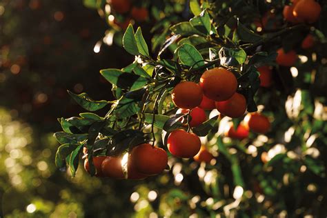 The Producers Club Linbo™ Premium Italian Citrus