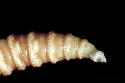 “screwworm Is Dangerously Close” Flesh Eating Parasites Just 70 Miles