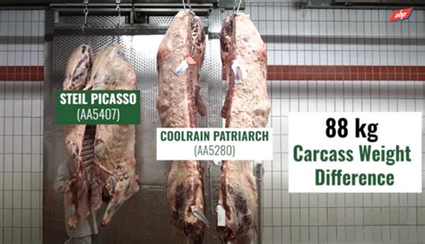 Video Comparing 2 Angus Dairy Beef Carcasses At Abp Slaney Agrilandie