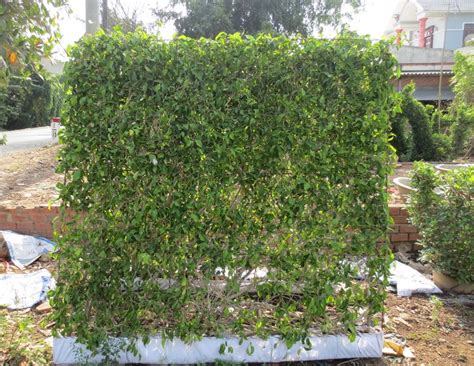 TƯỜng CÂy Sanh Si Chậu Trồng Cây Kiểng Tại Dĩ An Bình Dương