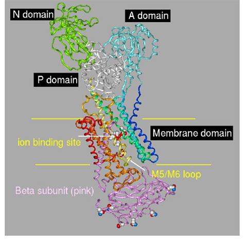 The Catalytic Cycle Of The Gastric H K Atpase Binding Of Atp And Download Scientific