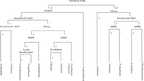 Figure 1 From The Isolation And Identification Of Vibrio Species In