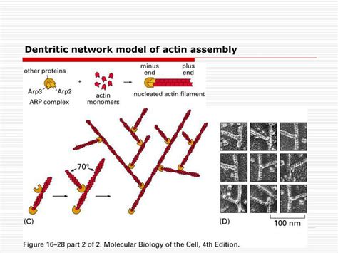 Ppt Cell Cell Adhesion Occurs Through Morphological Structures And