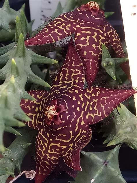 170 Orbea Ideas Planting Succulents Cacti And Succulents Cactus And Succulents