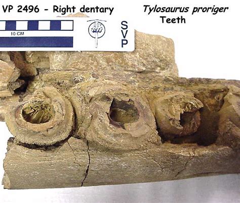 The Tylosaurus Collection