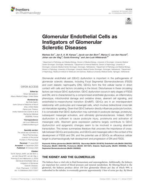 Pdf Glomerular Endothelial Cells As Instigators Of Glomerular