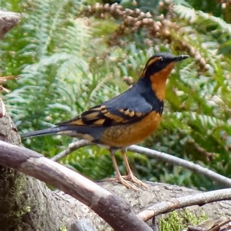 Varied Thrush Range