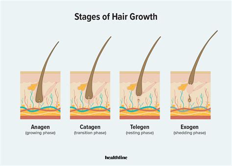 Stages Of Hair Growth Plus How To Maintain Hair Health In Every Stage