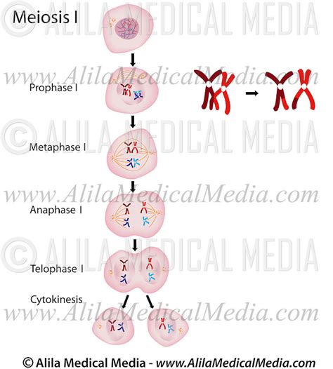 Meiosis Stages Prophase 1