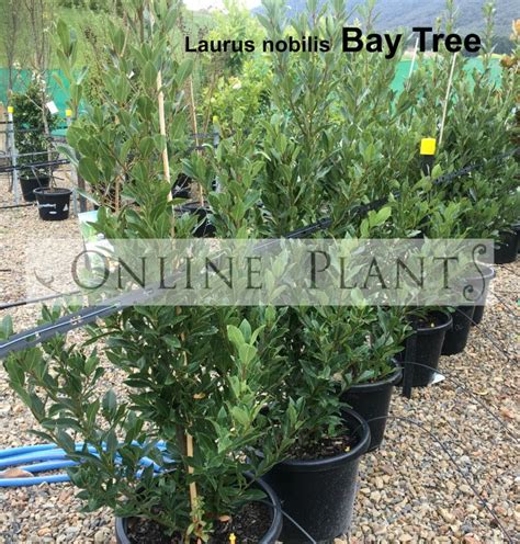 Laurus Nobilis Bay Tree For Sale Online Plants Australia