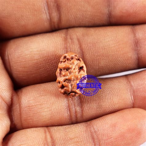 2 Mukhi Rudraksha From Indonesia Bead No 229 Rudra And Sons