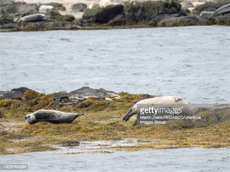 Atlantic Harbor Seal Photos And Premium High Res Pictures Getty Images